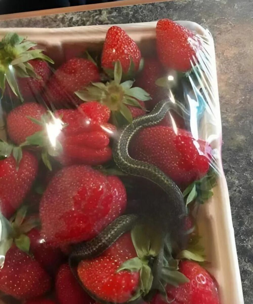A basket of bright red strawberries, an expected treat – but it held a ...